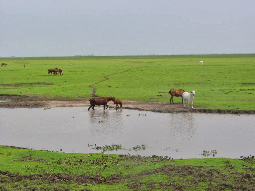 Símbolos Patrios del Estado Apure - Notilogía