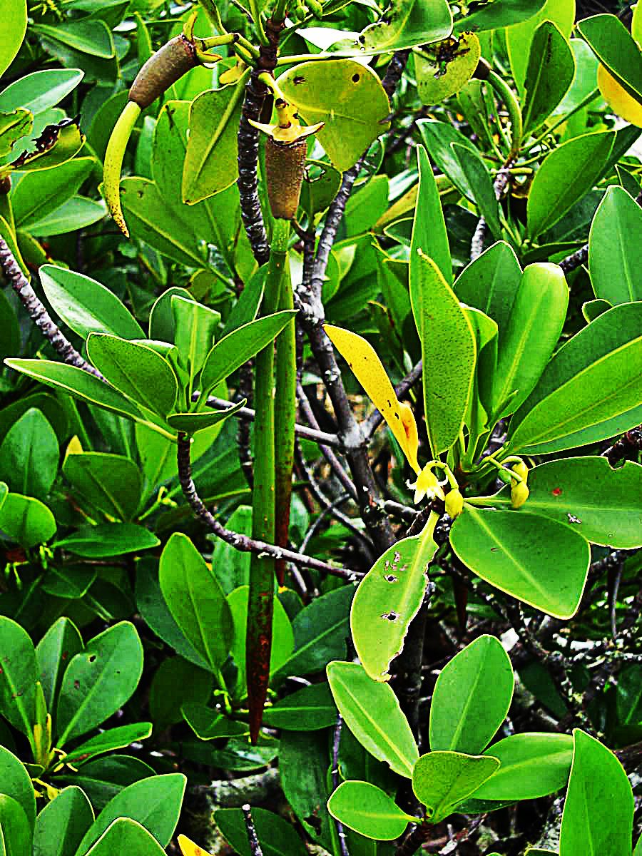 Símbolos Naturales del Estado Delta Amacuro - Notilogía