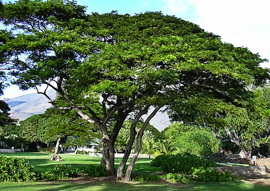 Símbolos Naturales del Estado Aragua - Notilogía