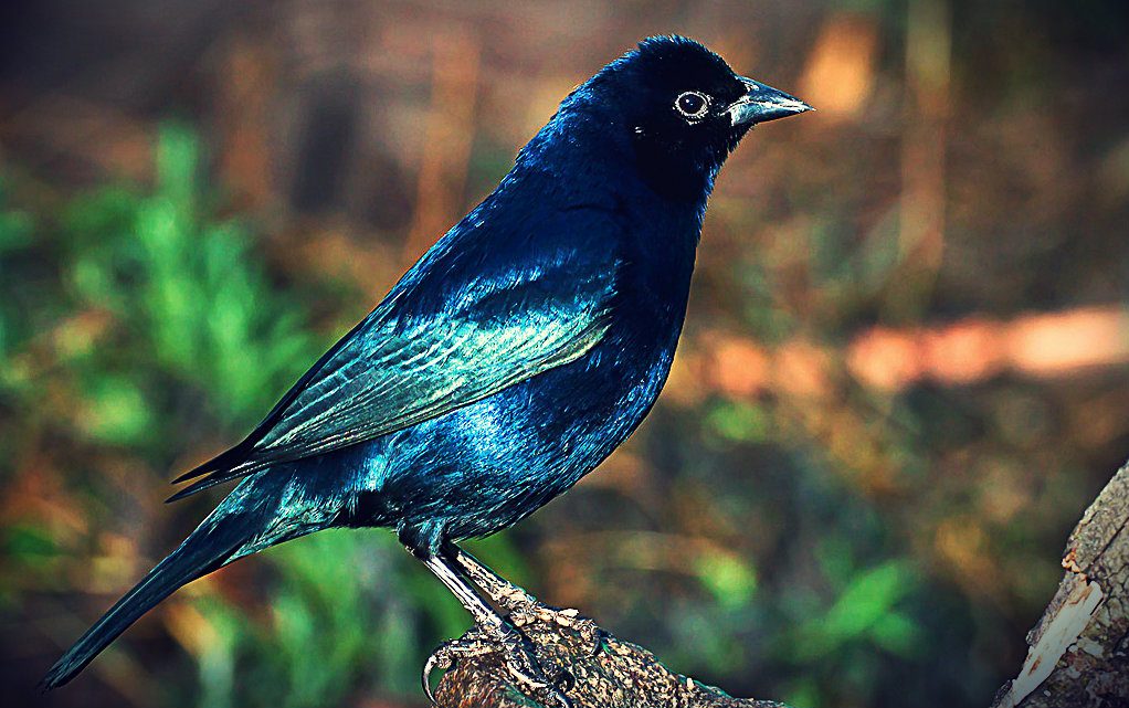 Símbolos Naturales del Estado Carabobo - Notilogía