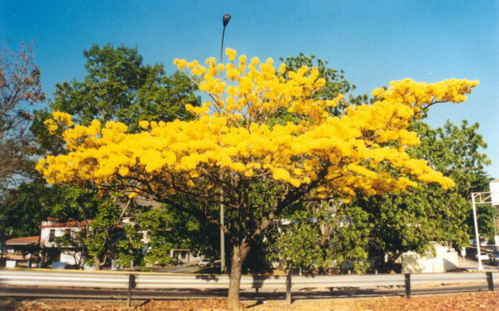 29 de mayo: Declarado el Araguaney como Árbol Nacional - Notilogía