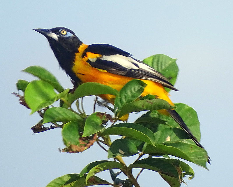 Flora y Fauna de Venezuela 2024 Una Maravilla Natural en Peligro