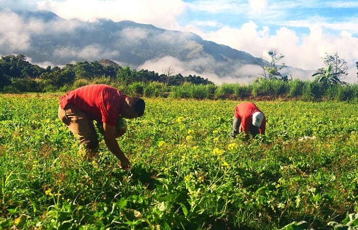 La agricultura en Venezuela: un sector vital para el 2025 💪