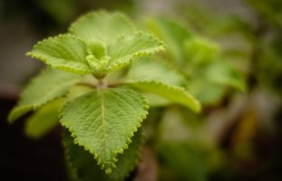 Para qué sirve el Orégano Orejón: la planta que cura🌿 2025!